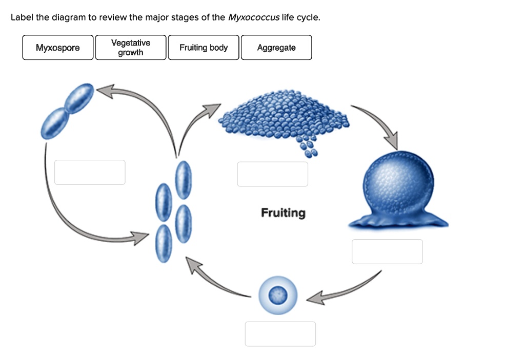 Label the diagram to review the major stages of the Myxococcus life ...