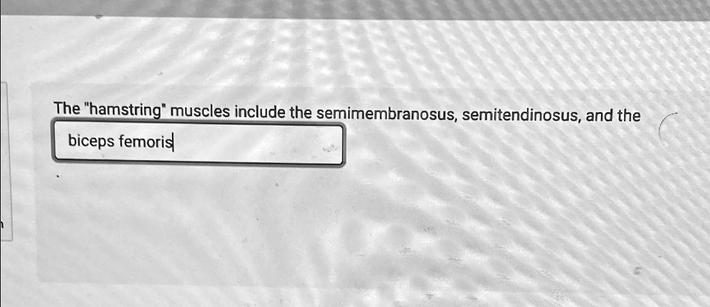 the hamstring muscles include the semimembranosus semitendinosus and ...