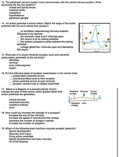 13. The peripheral nervous system must communicate with the central ...