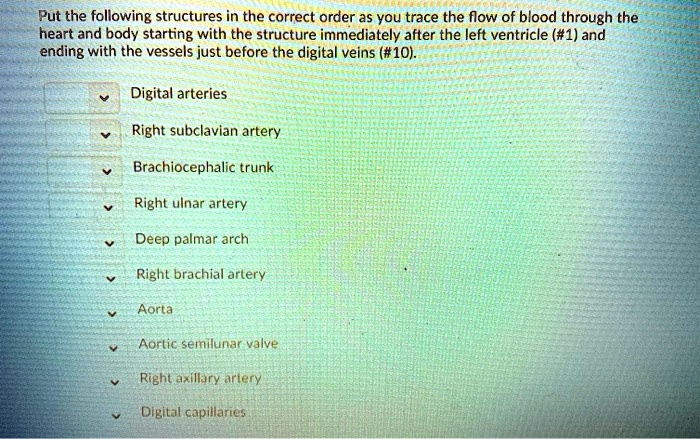 put the following structures in the correct order as you trace the flow of blood through the ...