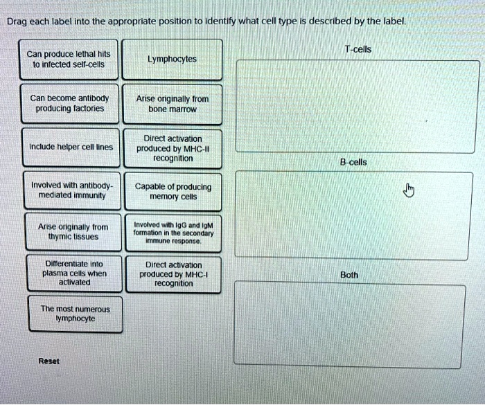 SOLVED: Text: Drag each label into the appropriate position to identify what cell type is ...