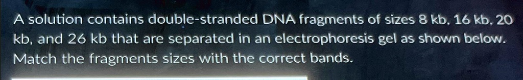 SOLVED: A solution contains double-stranded DNA fragments of sizes 8 kb ...