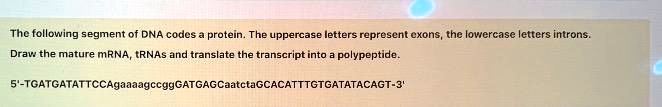 thc following segment dna codes protein the uppercase letters represent exons the lowercase ...