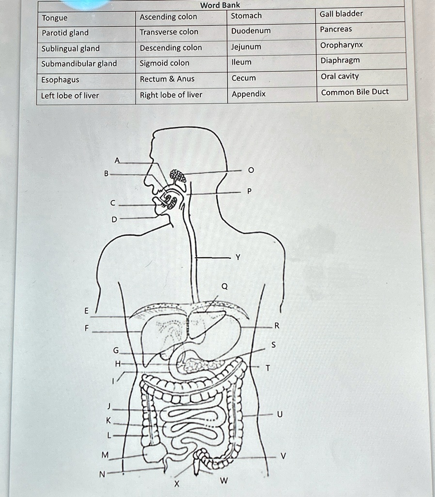 SOLVED: label the diagram below Word Bank Ascending colon Stomach ...
