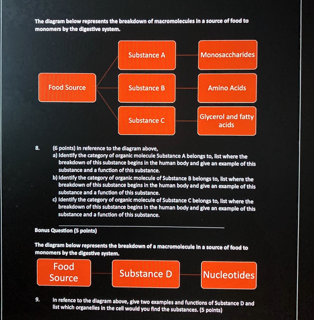 The diagram below represents the breakdown of macromolecules in a ...