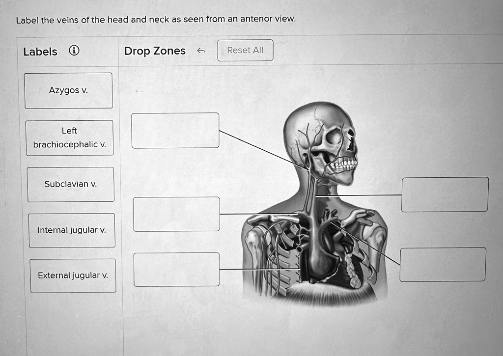 Label the veins of the head and neck as seen from an anterior view ...
