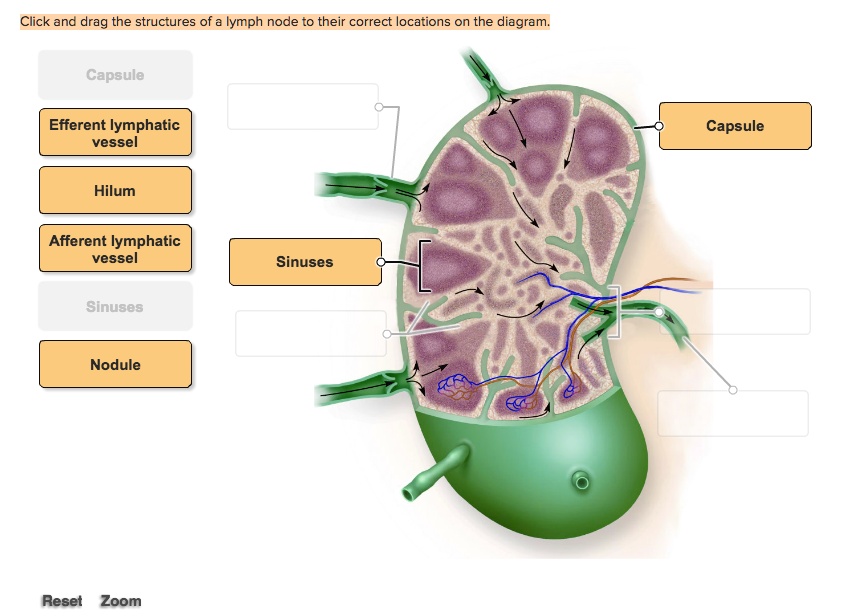 SOLVED: Click and drag the structures of the lymph node to their correct locations on the ...