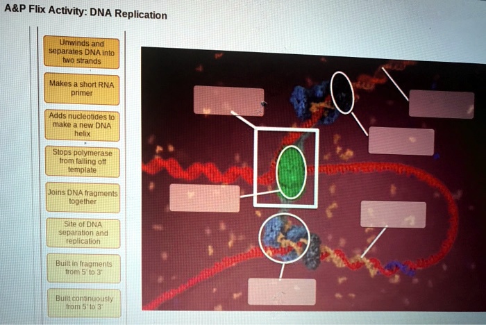 A P Flex Activity: DNA Replication Unwinds and separates DNA into two ...