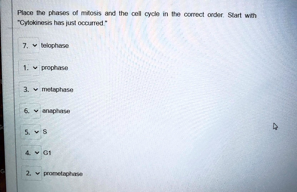 Place the phases of mitosis and the cell cycle in the correct order ...