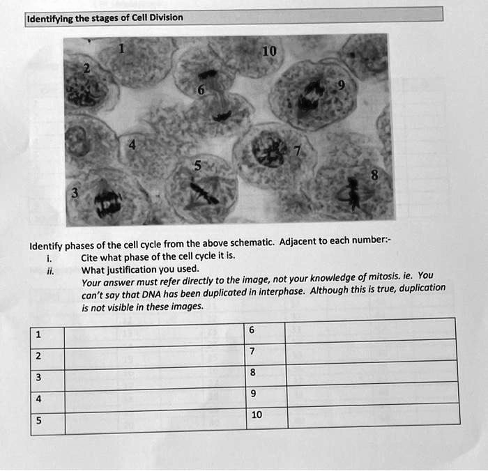 SOLVED: Identifying the Stages of Cell Division Identify the phases of ...