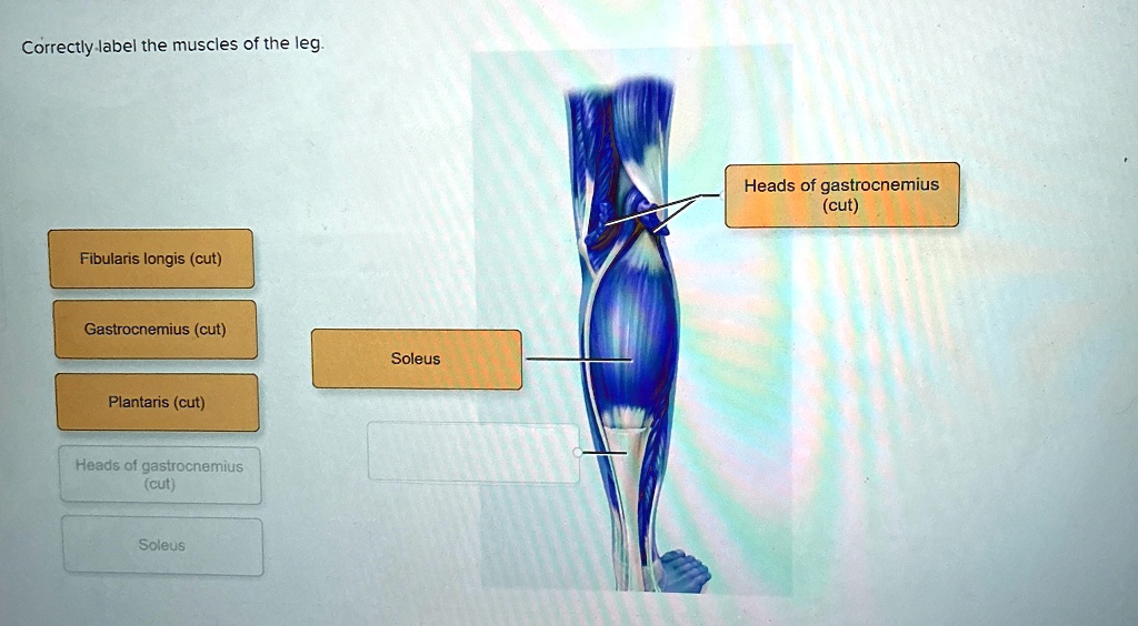 Correctly label the muscles of the leg. Fibularis longis (cut ...