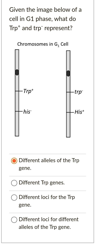 Given the image below of a cell in G1 phase, what do Trp+ and trp ...