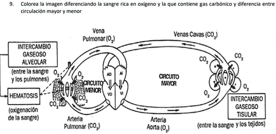 SOLVED: ayúdenme porfa rapido Colorea la imagen diferenciando la sangre ...