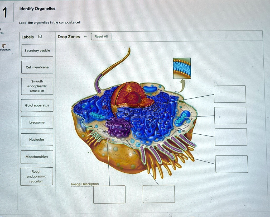 1 Identify Organelles Label the organelles in the composite cell. 7 ...