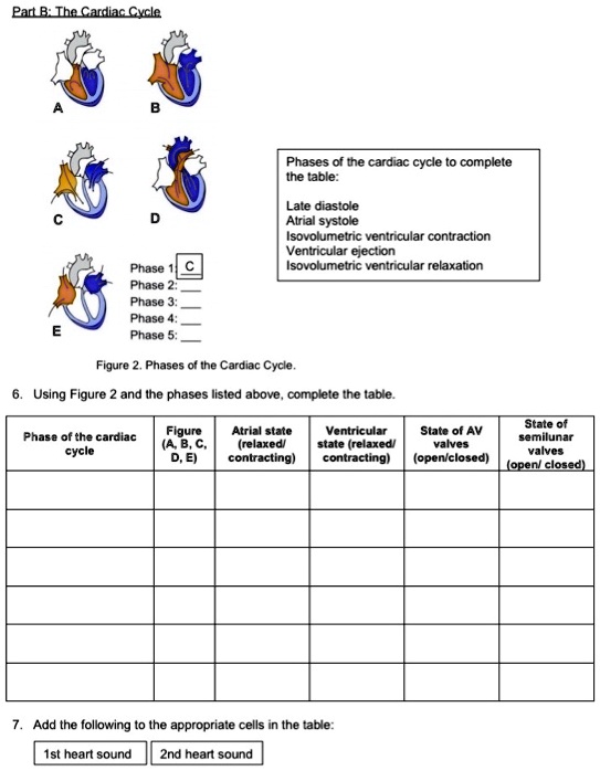 Part B: The Cardiac Cycle A B C D E Phase 1 C Phases of the cardiac ...