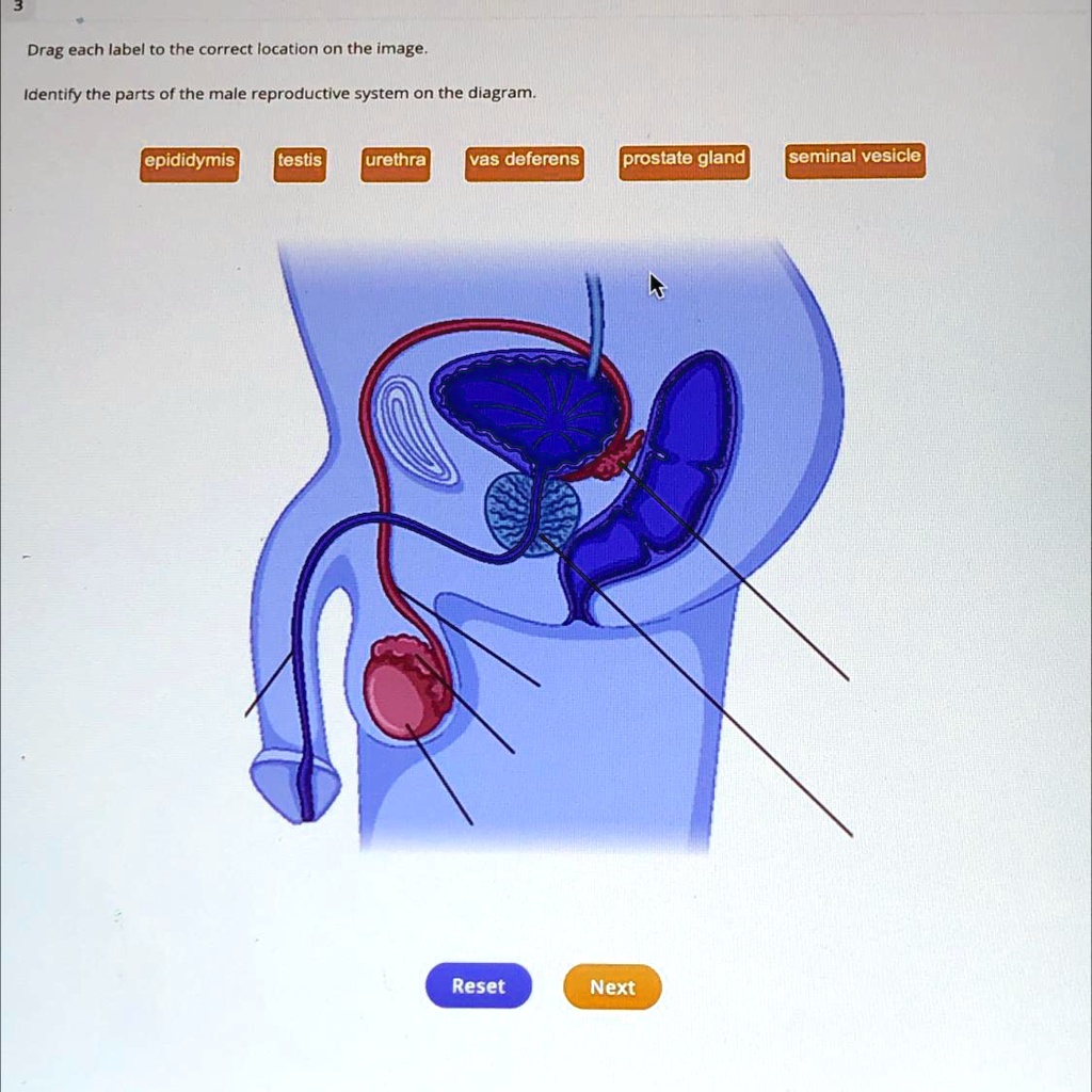 Drag Each Label To The Correct Location On The Image Identify The