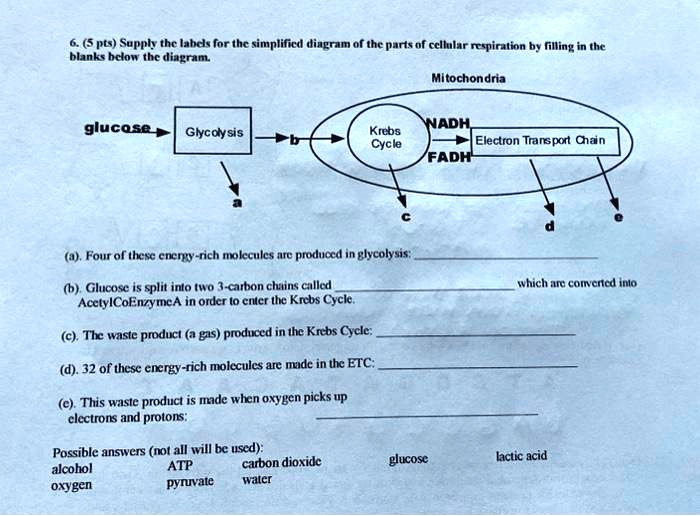 SOLVED: 6. (5 pts Supply the labels for the simplified diagram of the ...
