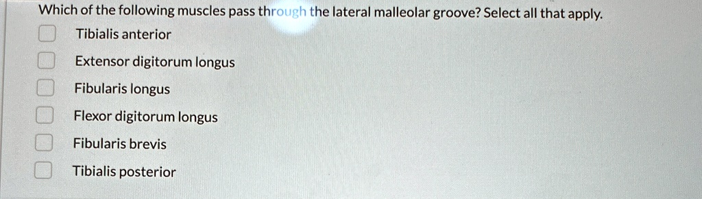 Which of the following muscles pass through the lateral malleolar ...