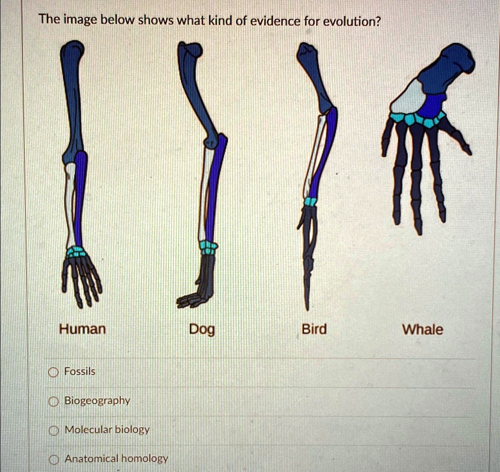 SOLVED: The image below shows what kind of evidence for evolution ...
