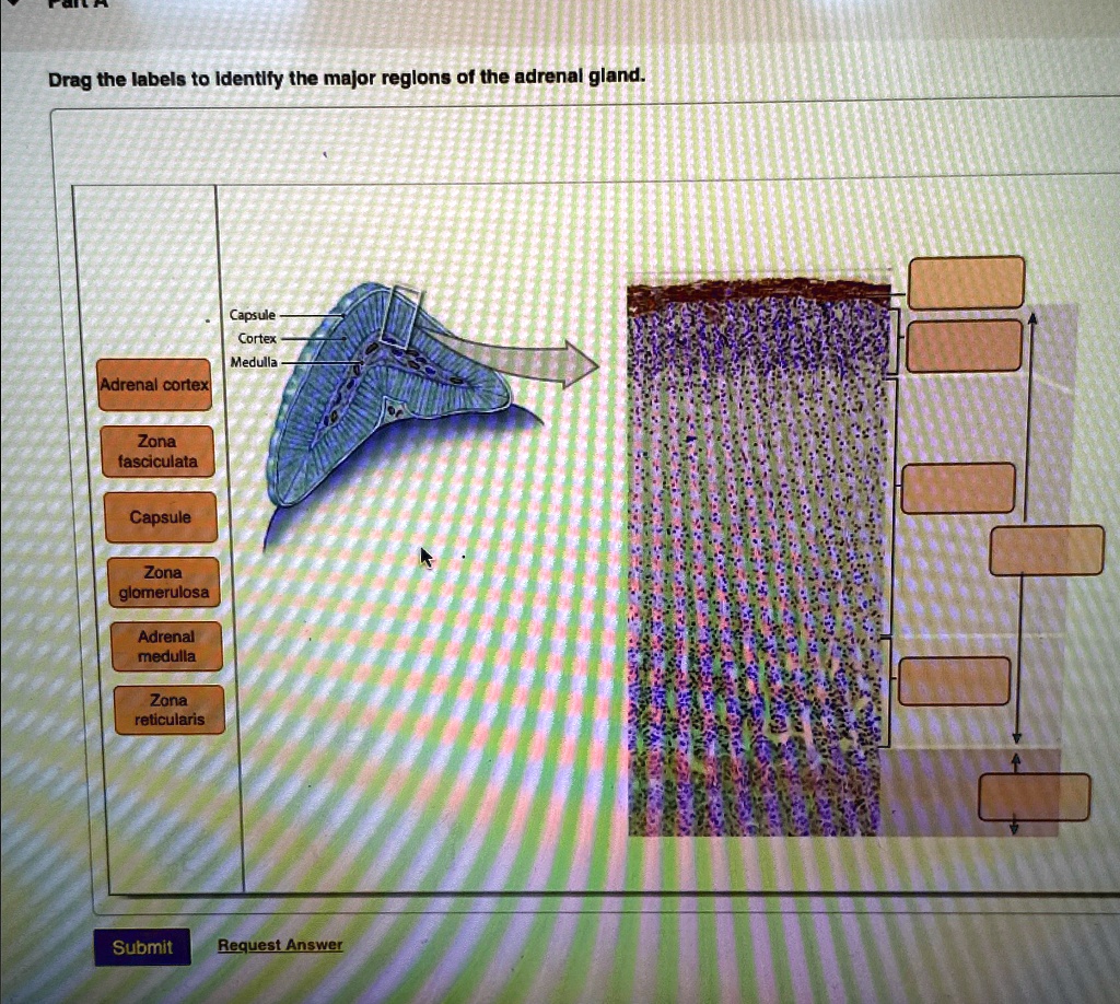 drag the labels to identify the major regions of the adrenal gland ...