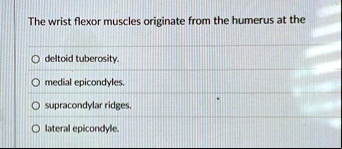the wrist flexor muscles originate from the humerus at the deltoid ...