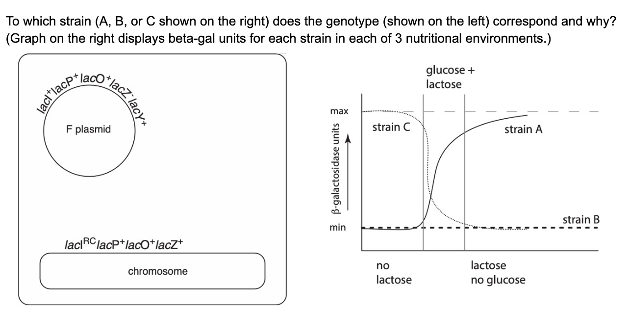 SOLVED: To which strain (A, B, or C shown on the right) does the ...