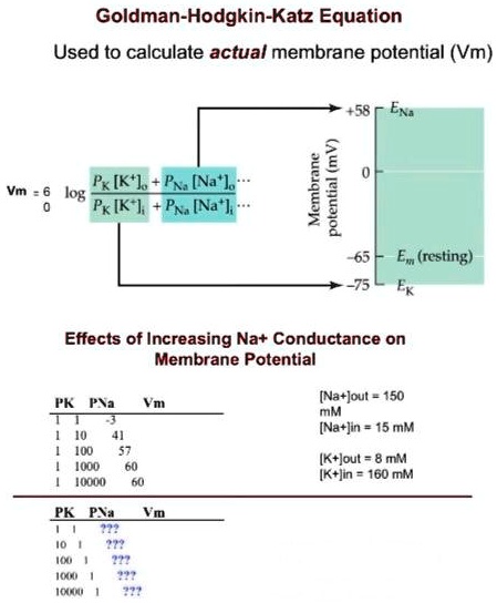 Goldman-Hodgkin-Katz Equation Used to calculate actual membrane potential (Vm) PK [K^+]o + PNa ...