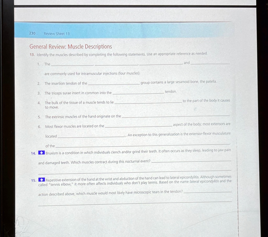 230 Review Sheet 13 General Review: Muscle Descriptions 13. Identify ...