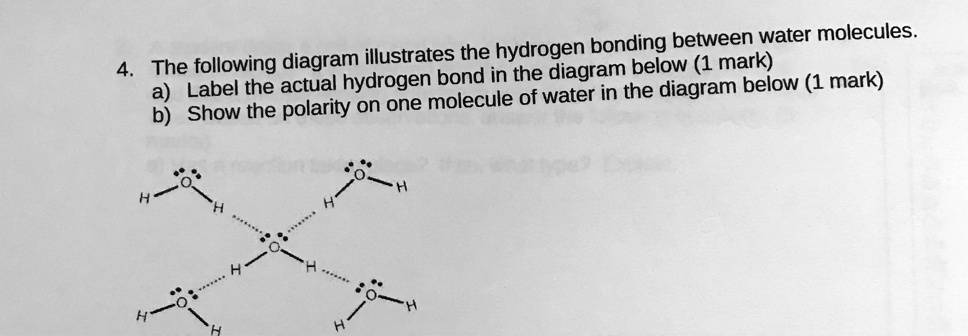 4. The following diagram illustrates the hydrogen bonding between water ...
