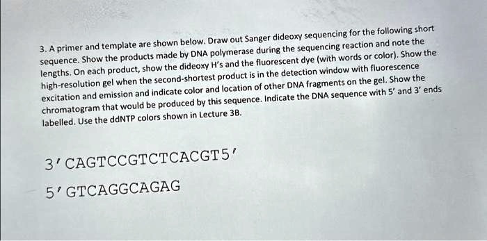 SOLVED: 3. A primer and template are shown below. Draw out Sanger ...