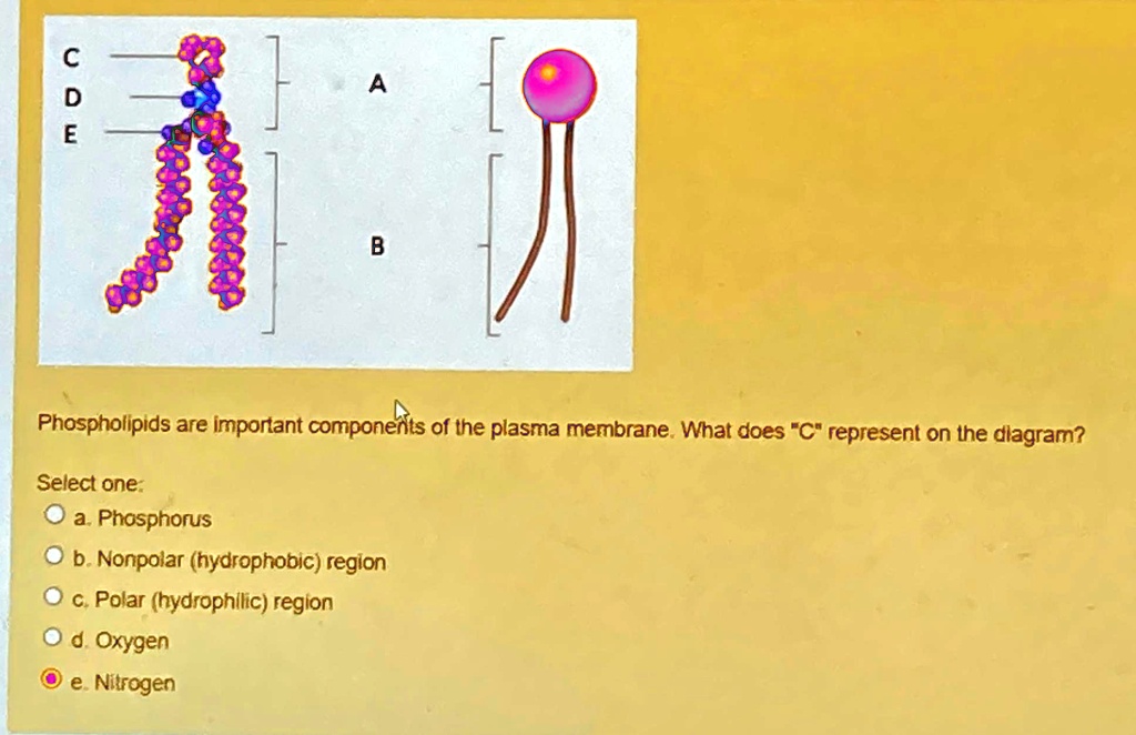 Phospholipids are important components of the plasma...