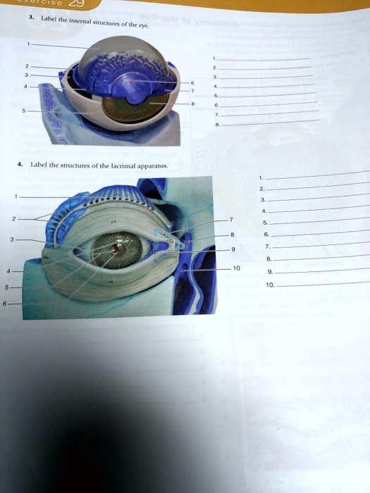 SOLVED: Exercise 29: Label the Internal Structures of the Eye Label the ...