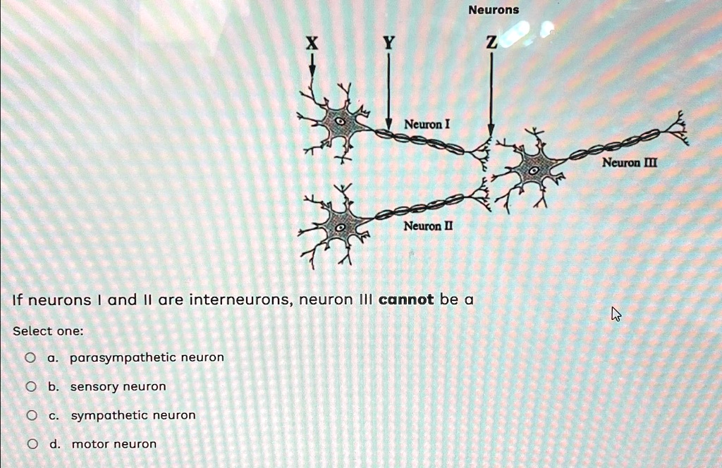 SOLVED: Neurons If neurons I and II are interneurons, neuron III cannot be a Select one: a ...
