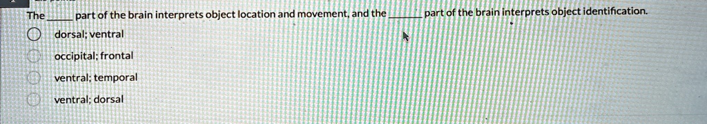 The part of the brain interprets object location and movement, and the part of the brain ...