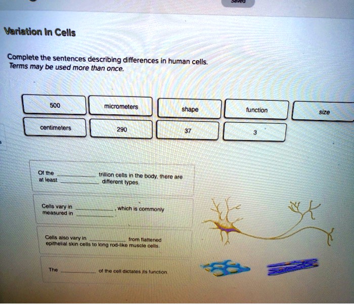 SOLVED: Variation in Cells Complete the sentences describing ...
