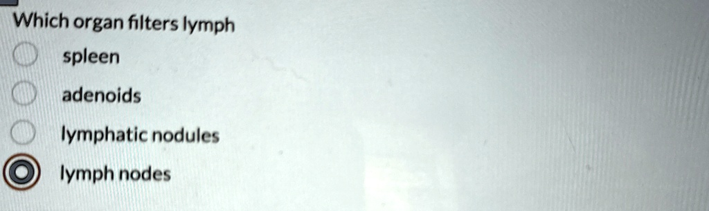 which organ filters lymph spleen adenoids lymphatic nodules lymph nodes ...