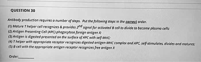 SOLVED:Question 30 Antibody production requires number of steps: Put ...