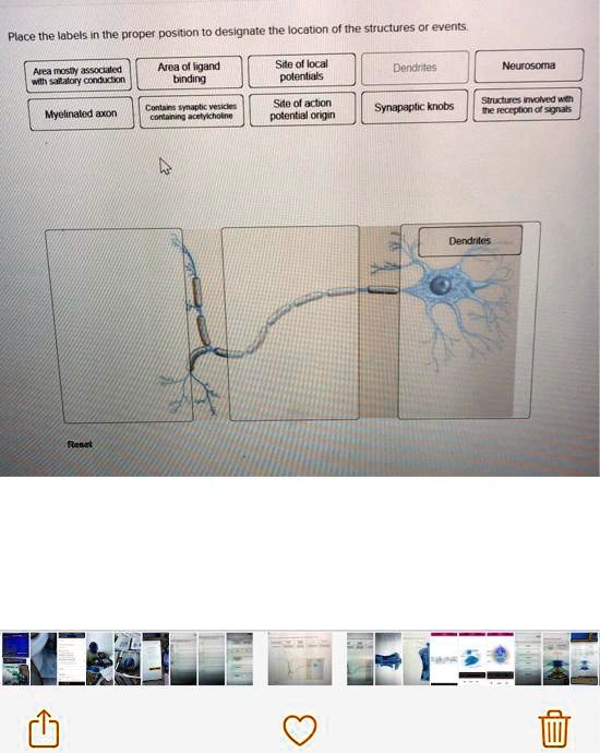 Place the labels in the proper position to designate the location of ...