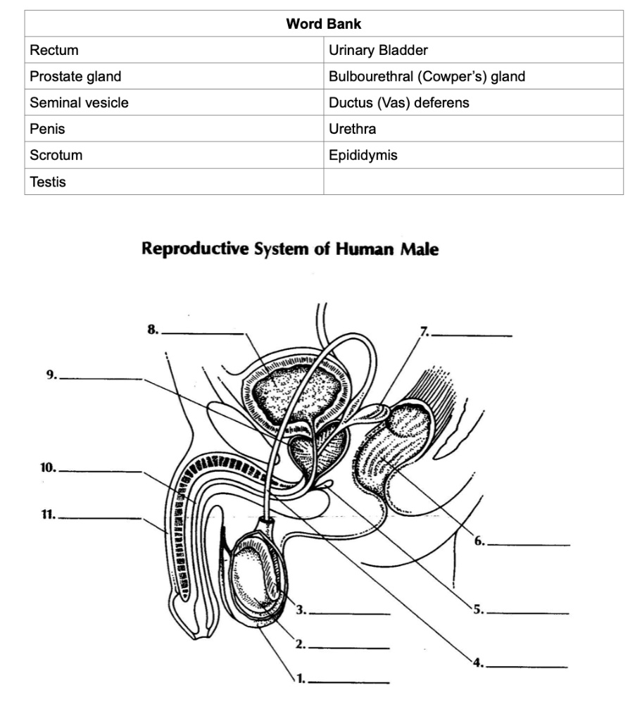 please label the diagram using the word bank word bank rectum urinary ...