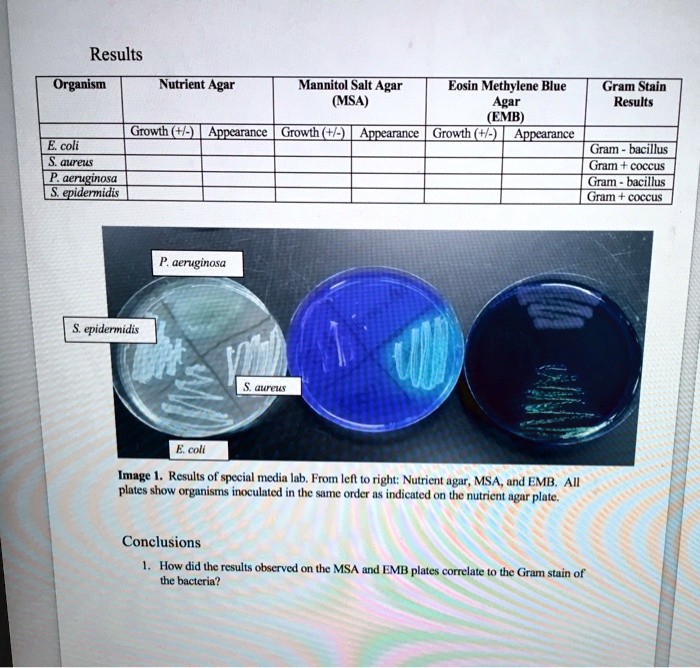 Results organism nutrient agar mannitol salt agar msa eosin...