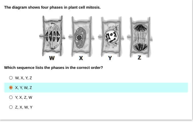 SOLVED: 'MASTERY CONNECT MITOSIS The diagram shows four phases in plant ... SOLVED: 'MASTERY CONNECT MITOSIS The diagram shows four phases in plant ...