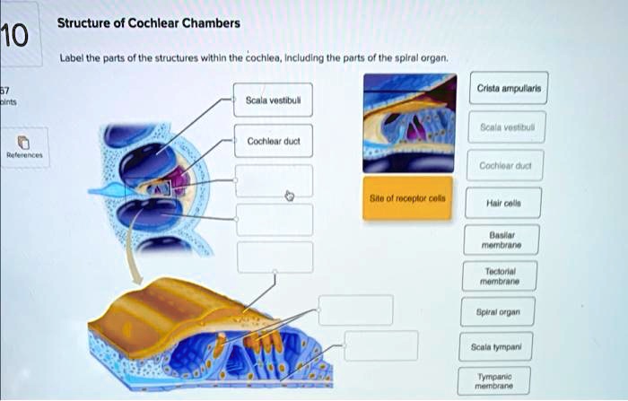 SOLVED: Structure of Cochlear Chambers Label the parts of the structures within the cochlea ...