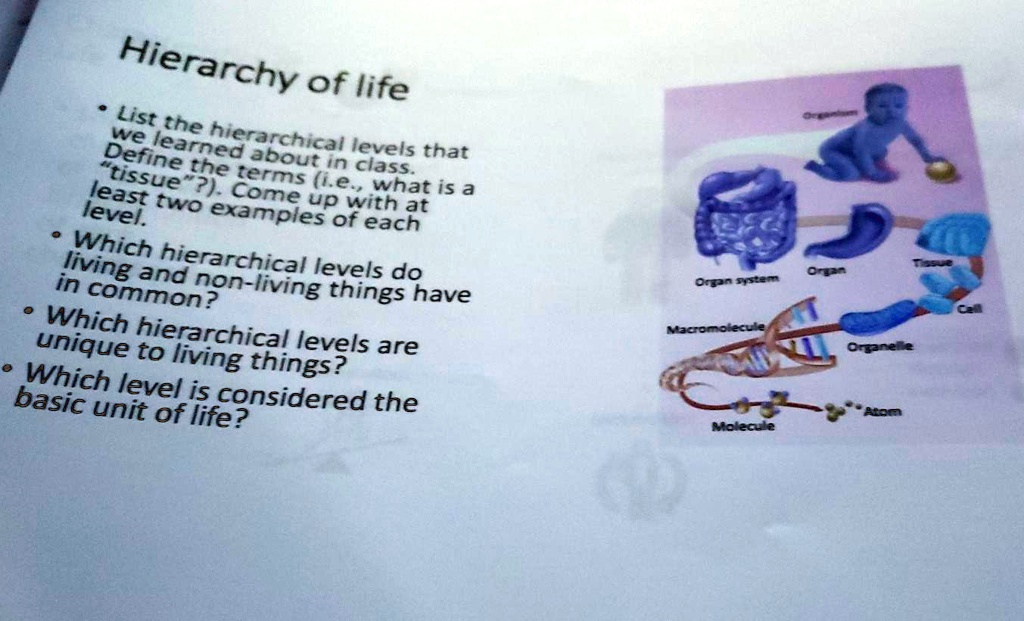 SOLVED: Hierarchy of life level. in common? Which hierarchical levels ...