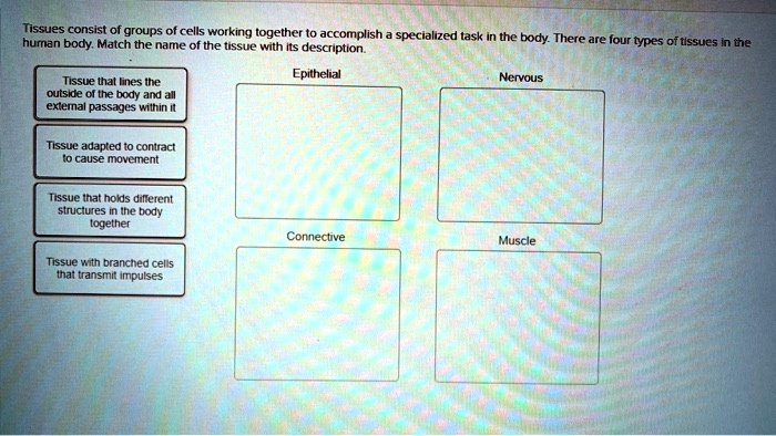 SOLVED: Tissues consist of groups of cells working together to accomplish specialized tasks in ...
