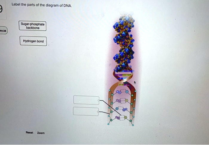Label the parts of the diagram of DNA Sugar-phosphate backbone Hydrogen ...
