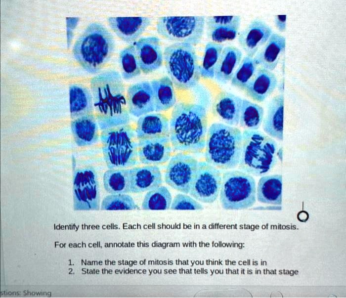 stions: Showing Identify three cells. Each cell should be in a ...