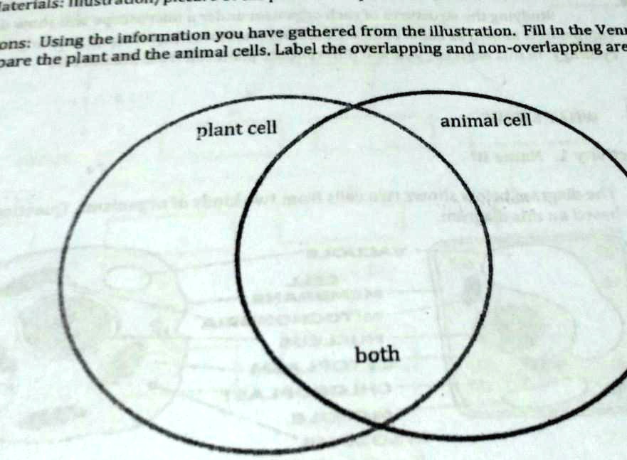 Compare Plant Cell And Animal Cell Using Venn Diagram