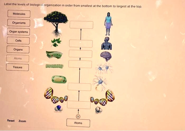 SOLVED: Label the levels of biological organization in order from smallest at the bottom to ...