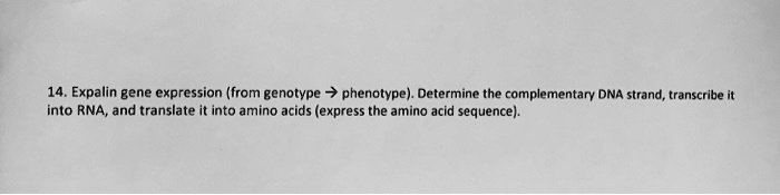 SOLVED: 14. Expalin gene expression (from genotvpe phenotype ... SOLVED: 14. Expalin gene expression (from genotvpe phenotype ...