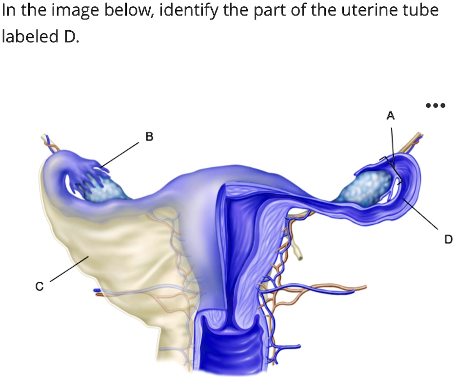 in the image below identify the part of the uterine tube labeled d in ...